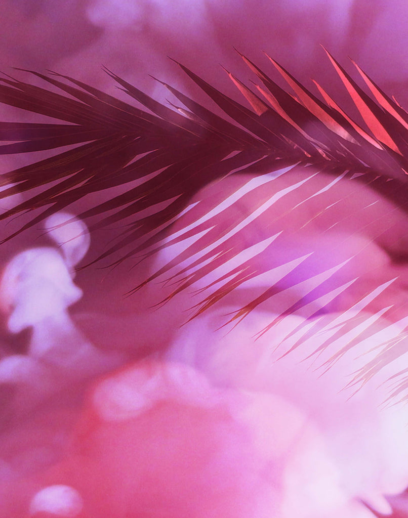 pinkpalms_frame8_1024x1024.jpg?v=1562563273